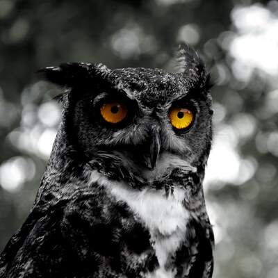 The Great Horned One (@Amnesia@infosec.exchange) - Infosec Exchange