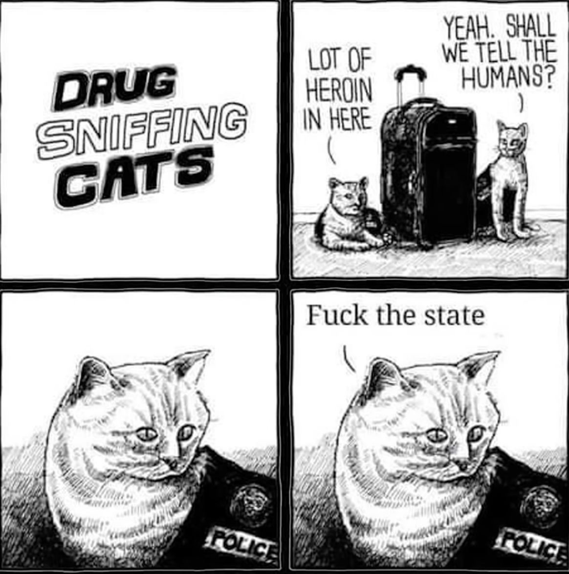 Cats ain't snitches (because they dgaf) | NodeBB Community